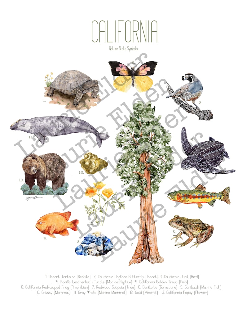 California State Symbols Art Print California State Symbols | Etsy