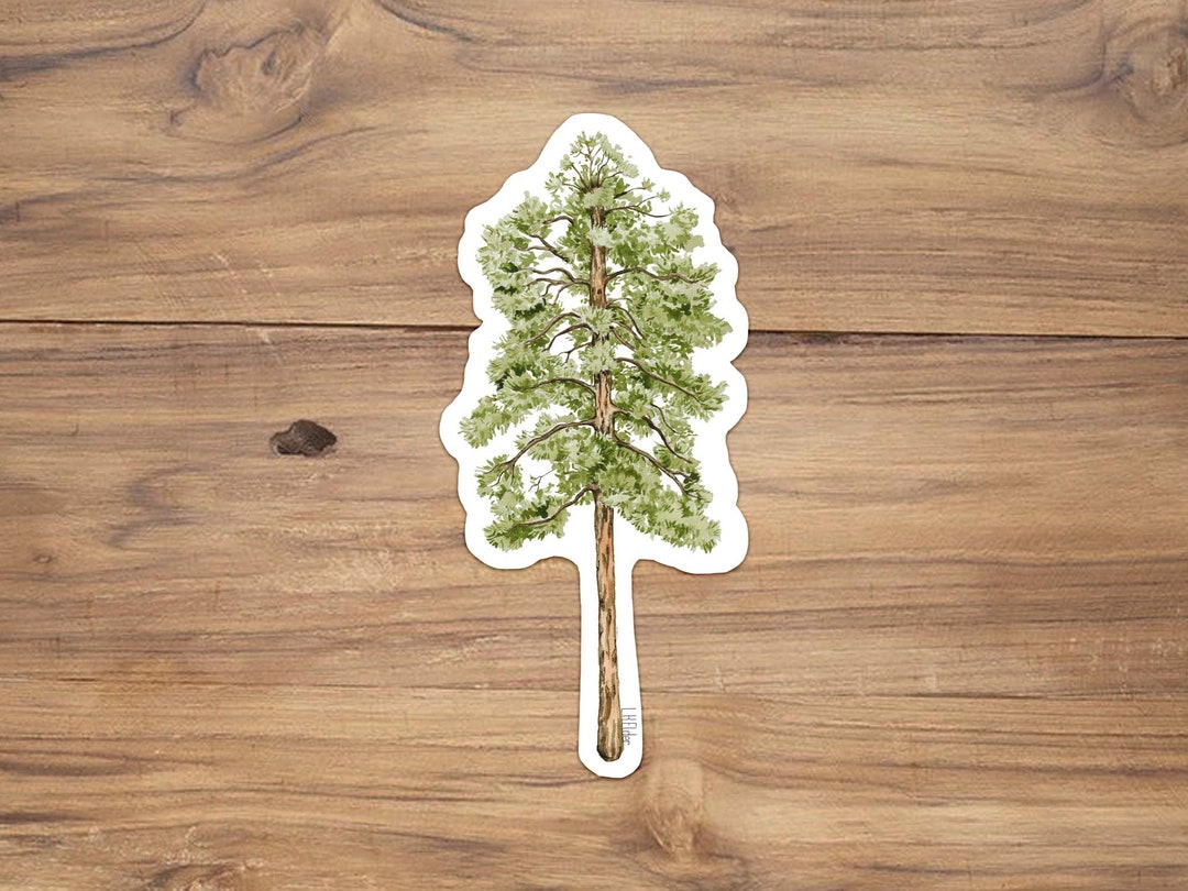Ponderosa Pine Vinyl Sticker Bull Pine Sticker, Western Yellow Pine ...