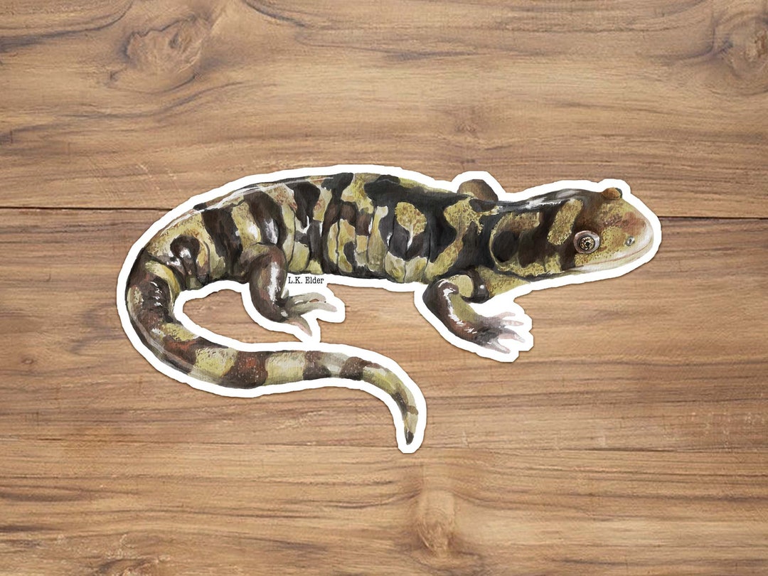 Western Tiger Salamander Vinyl Sticker: Digital Illustration - Etsy