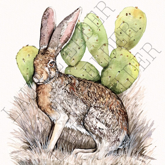Black Tailed Jackrabbit Drawing