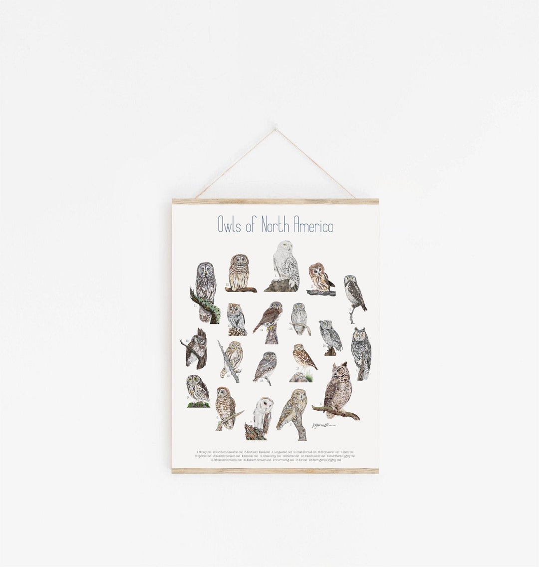 Owls of North America Poster Print, North America Owls Poster, Owls of ...