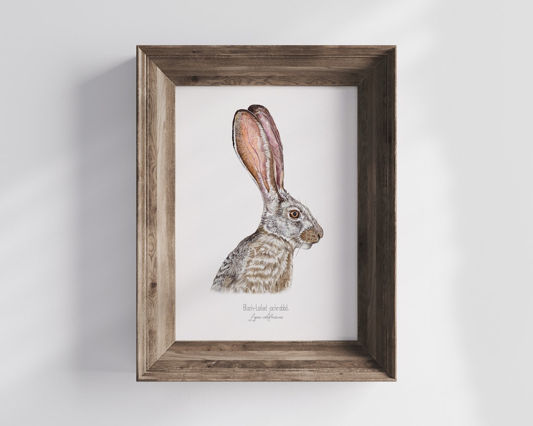 Jackrabbit Giclee Print, Jackrabbit Illustration, Black-tailed ...