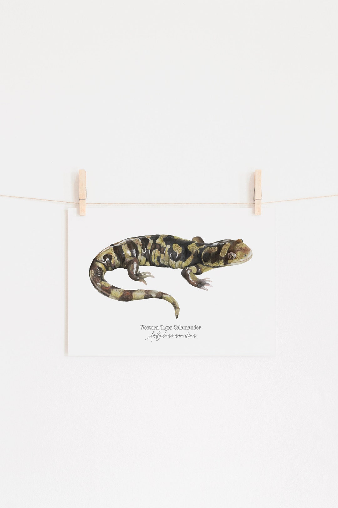 Western Tiger Salamander Illustration, Tiger Salamander Print, Western ...