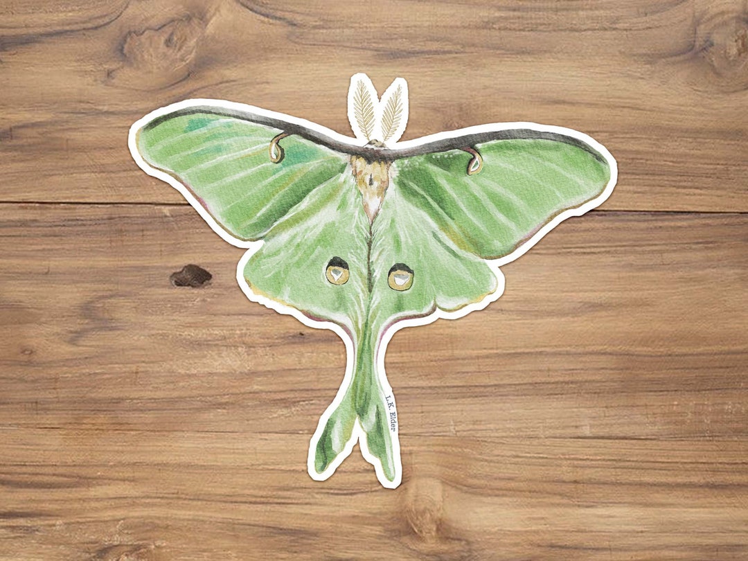 Luna Moth Sticker: Watercolor Insect Art, Glossy Vinyl - Etsy