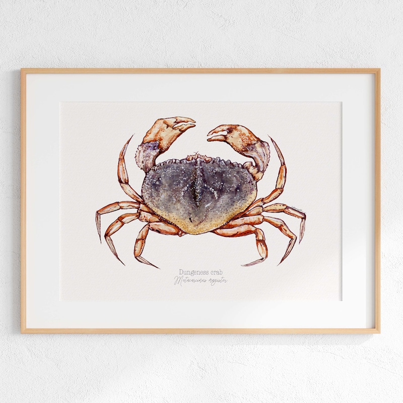 Dungeness Svg - Etsy