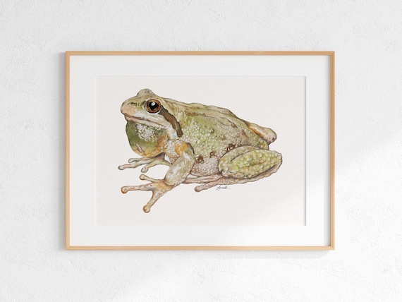 Pacific Tree Frog Drawing