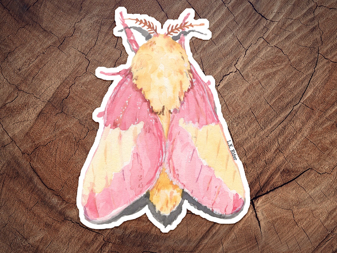 Rosy Maple Moth Sticker Pink Moth Sticker Rosy Maple Moth - Etsy