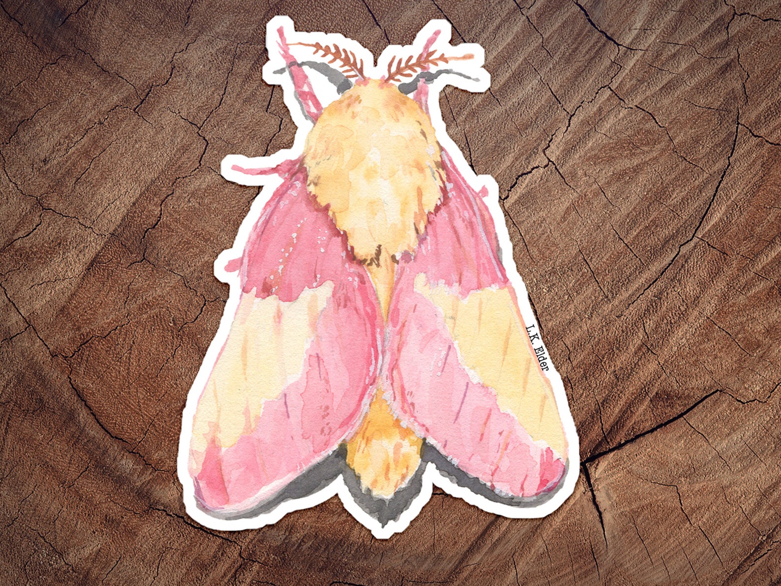 Rosy Maple Moth Sticker Pink Moth Sticker Rosy Maple Moth | Etsy