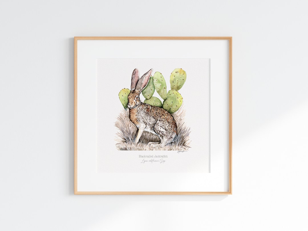 Black-tailed Jackrabbit Watercolor Print: Desert Wildlife Art - Etsy