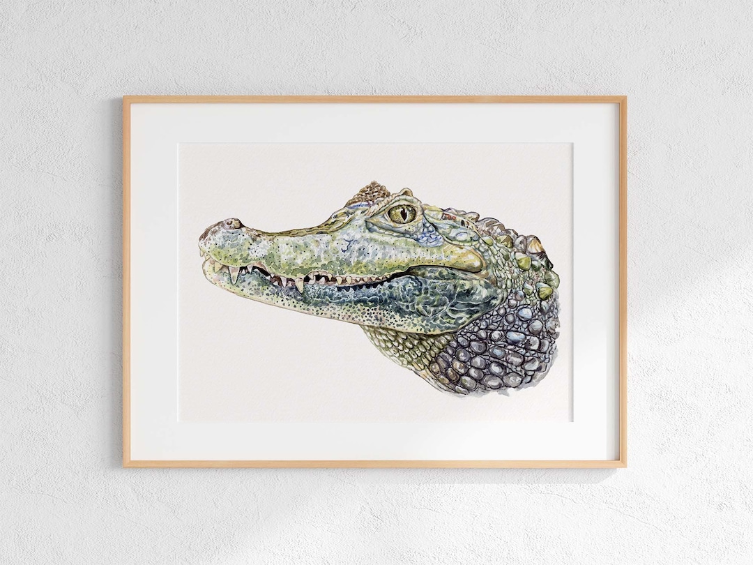 Alligator Giclee Print, Alligator Illustration, Florida State Symbols ...