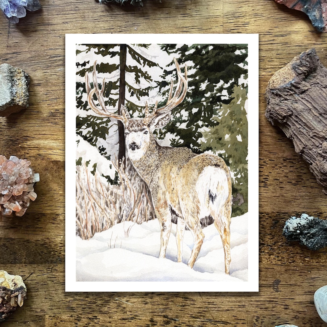 Mule Deer Painting, Mule Deer Illustration, Wildlife Illustration, Mule ...