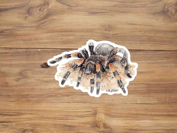 Mexican Red-knee Tarantula Sticker Spider Sticker Entomology - Etsy