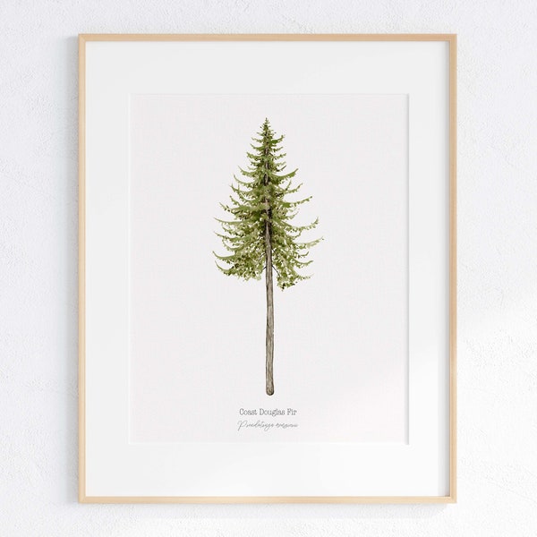 Douglas Fir - Etsy
