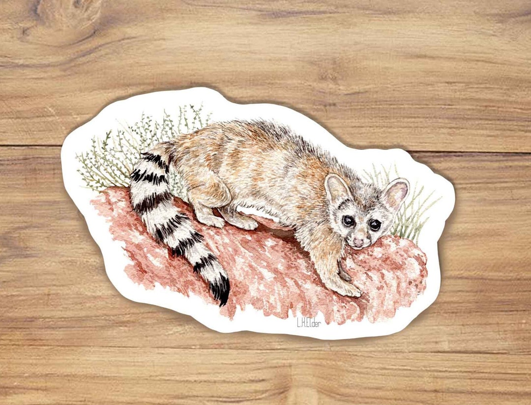 Ringtail Sticker, Ring-tailed Cat Sticker, Wildlife Stickers, Coon Fox ...