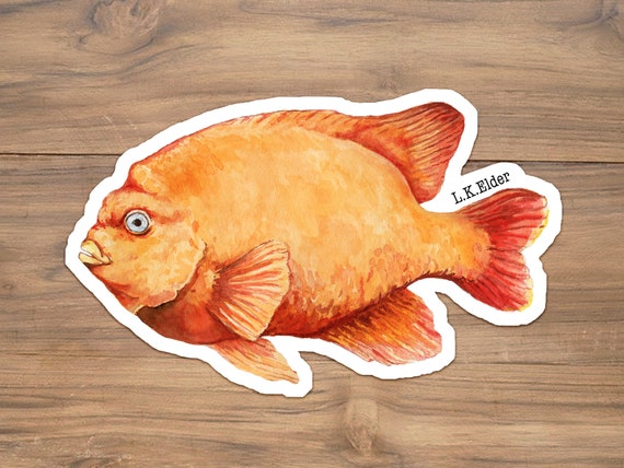 Garibaldi Fish Drawing