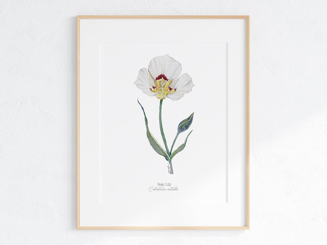 Sego Lily Giclee Print, Watercolor Sego Lily, Sego Lily Illustration ...