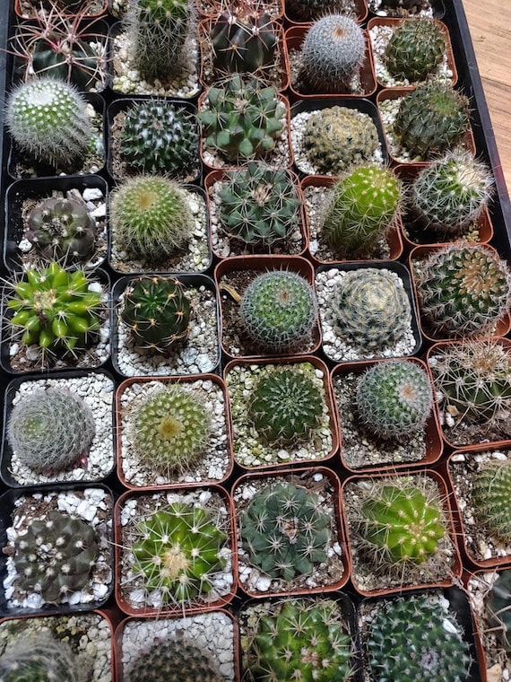 Cactus Mystery Box Home & Hobby Floral & Garden Crafts etna.com.pe