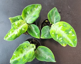 Aglaonema Pictum Tricolor Starter Plant ALL Plants Require You to Purchase ANY 2 Plants - Etsy