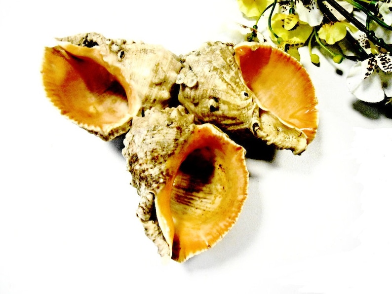 Rapana Venosa Sea Shell Ashtray Art Decoration Jewelry Ring - Etsy