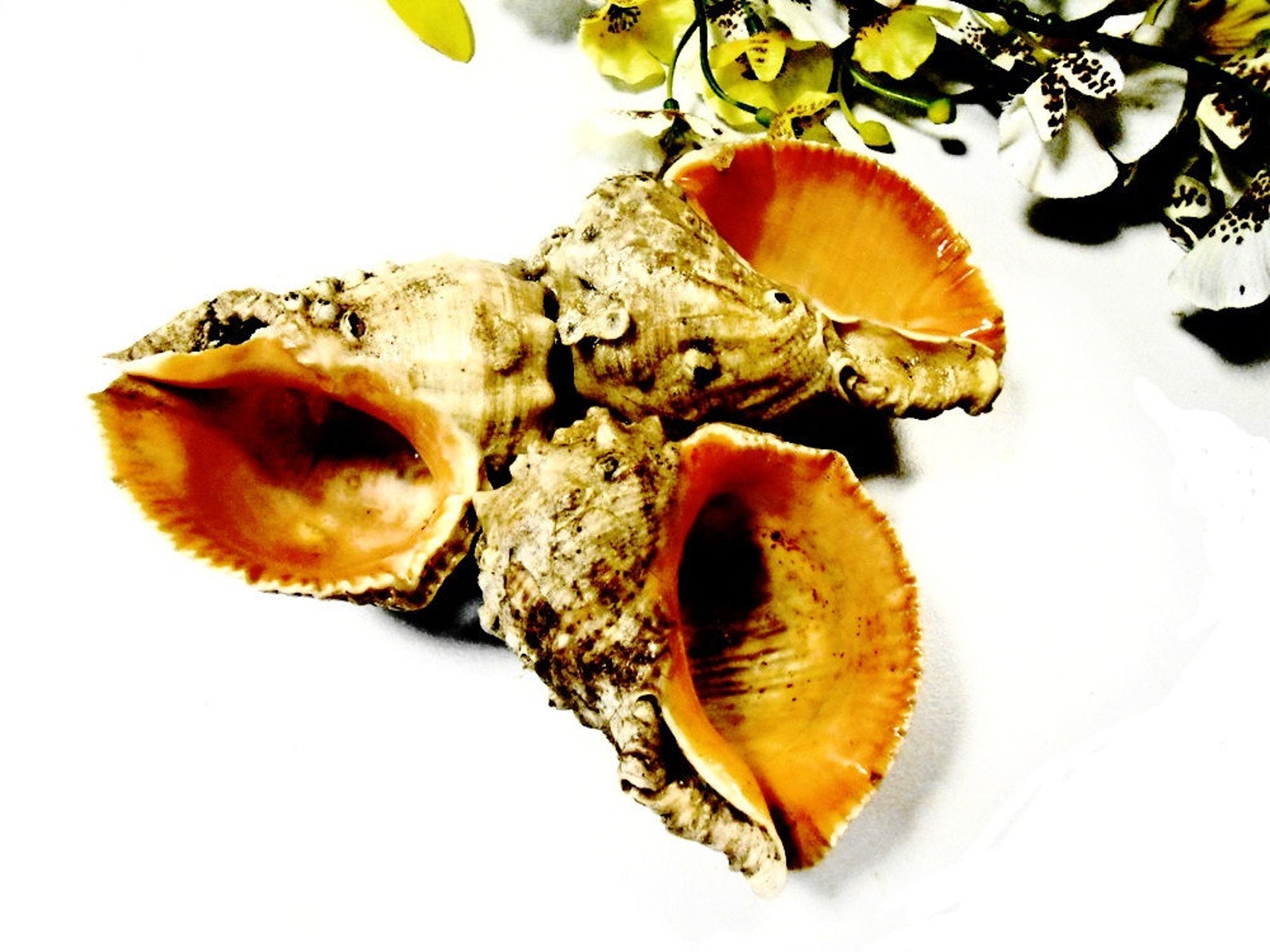 Rapana Venosa Sea Shell Ashtray Art Decoration Jewelry Ring - Etsy