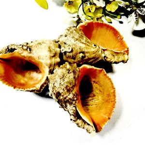 Rapana Venosa Sea Shell Ashtray Art Decoration Jewelry Ring Dish Family ...