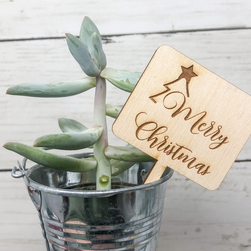 Succulent Gift Tag - 60+ Gift Ideas for 2025