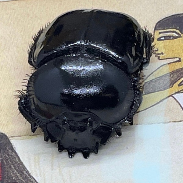 Real Scarab - Etsy