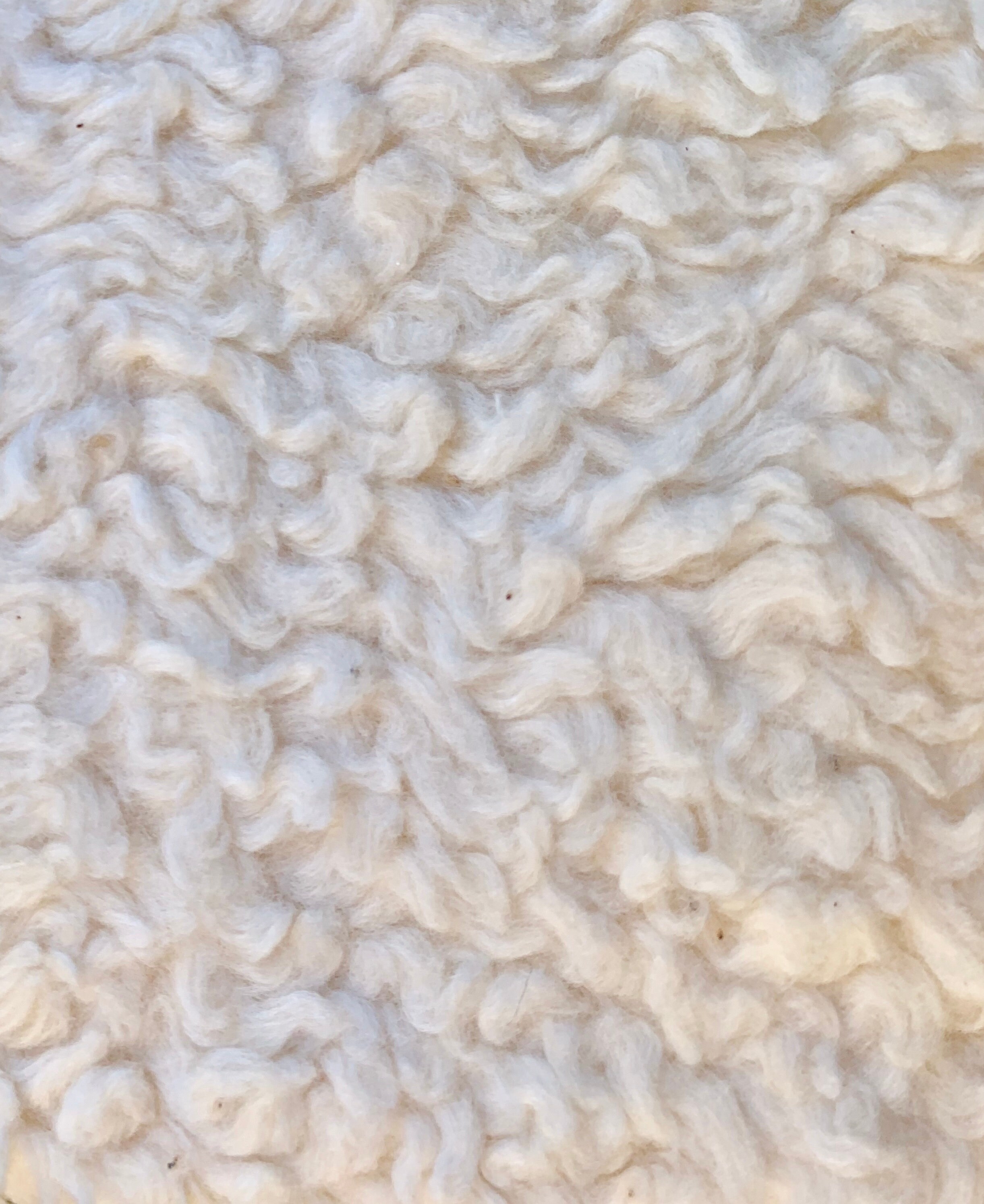 Organic Teddy Cotton Jersey Fabric // 100% Organic Teddy Bear | Etsy