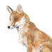 A6 Fox Watercolour Greetings Card, Blank Card, Animal Wildlife Print ...