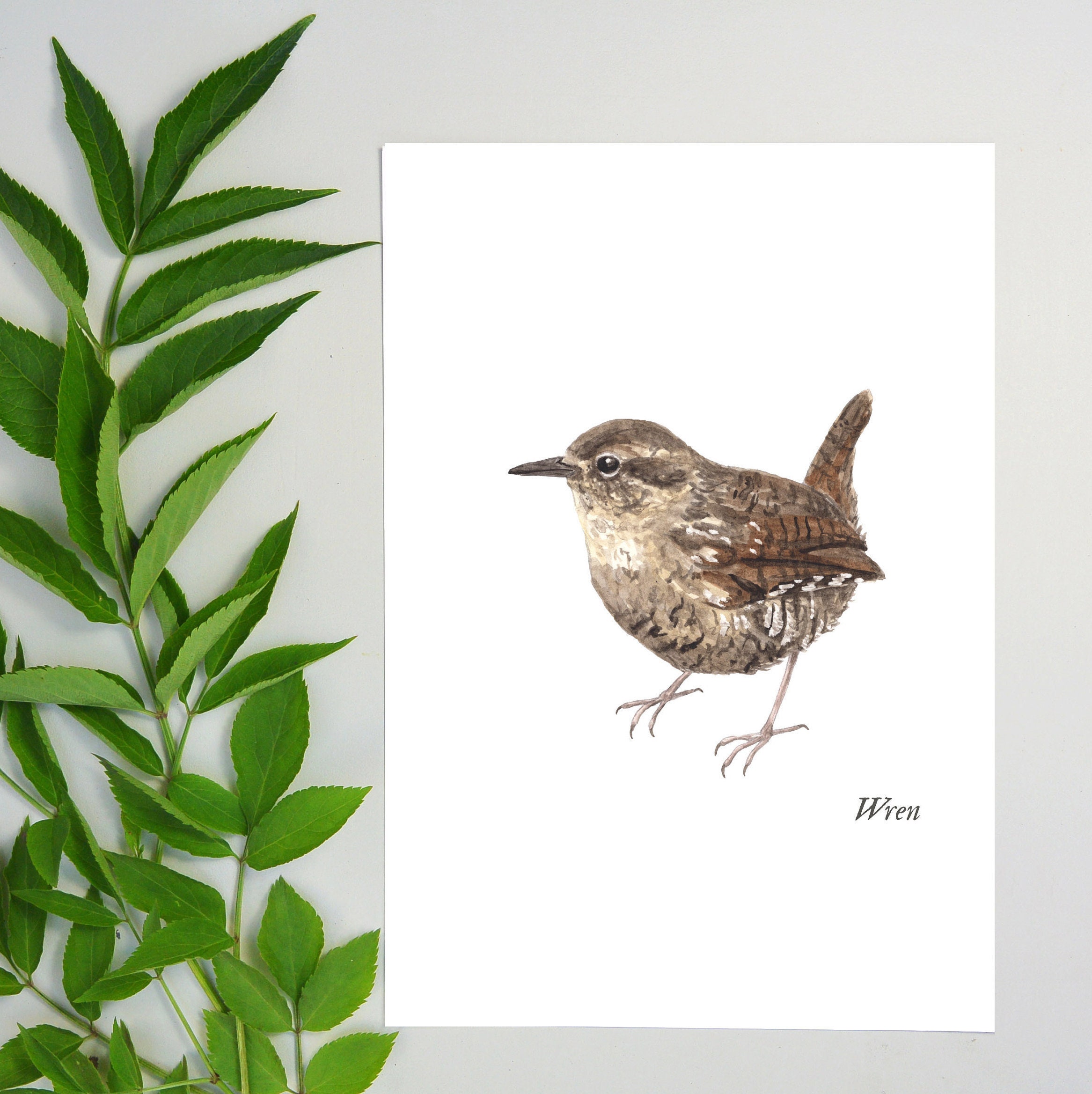 A4 Watercolour Wren Bird Illustration Print, Wildlife Garden Nature ...