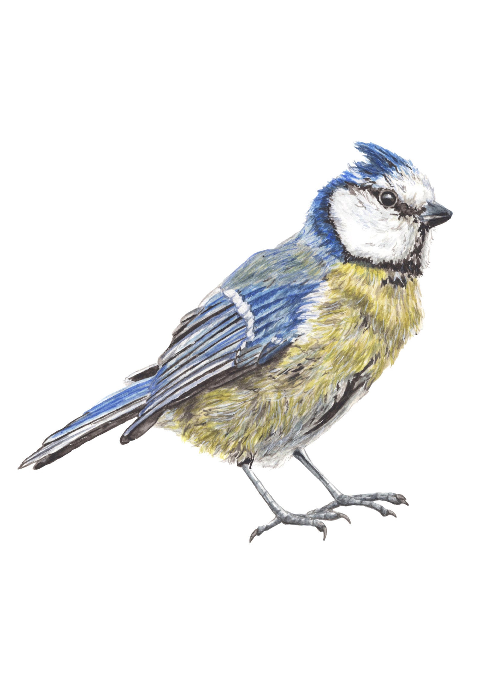 A4 British Birds Watercolour Print Wildlife Poster Bird Wall - Etsy