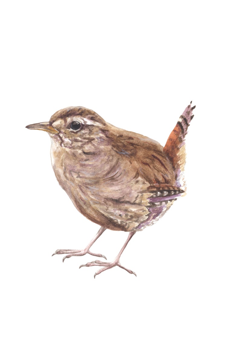 A4 British Birds Watercolour Print Wildlife Poster Bird Wall - Etsy