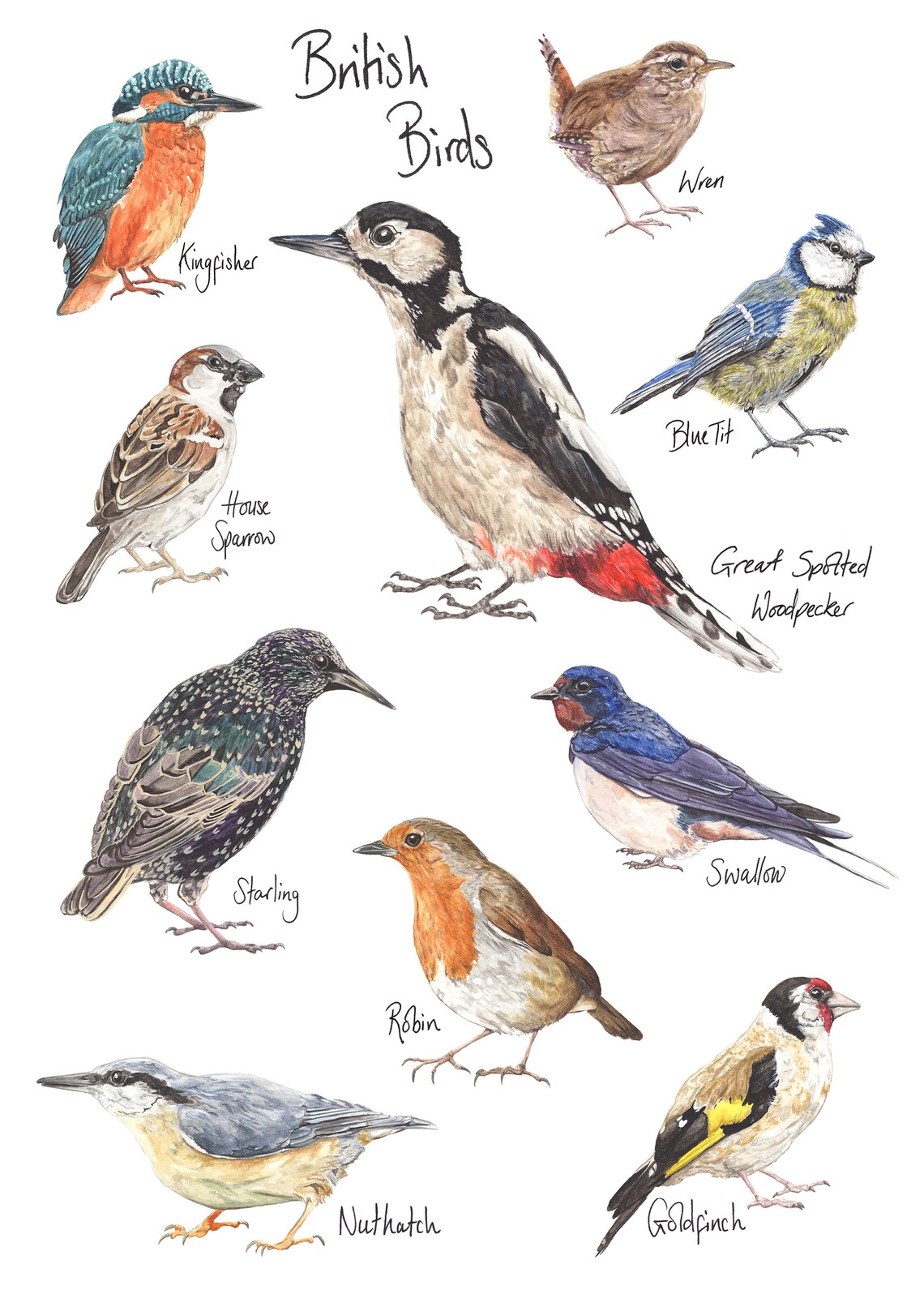 A4 British Birds Watercolour Print Wildlife Poster Bird Wall - Etsy