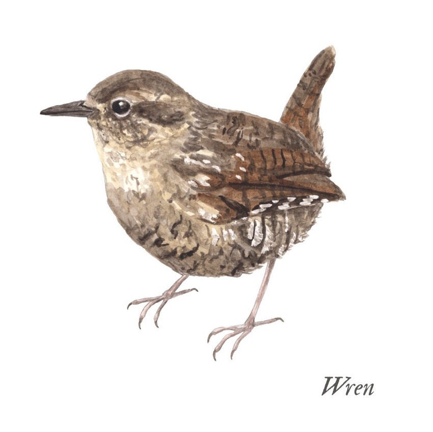 A4 Watercolour Wren Bird Illustration Print, Wildlife Garden Nature ...