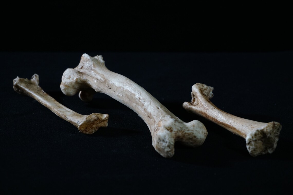 Small Goat Bone Resin Reproduction - Etsy