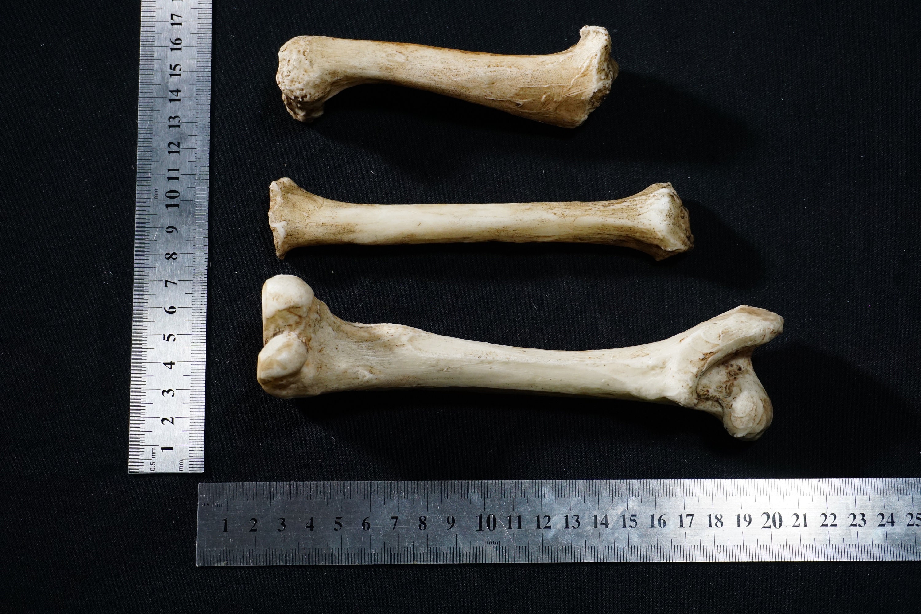 Small Goat Bone Resin Reproduction - Etsy UK