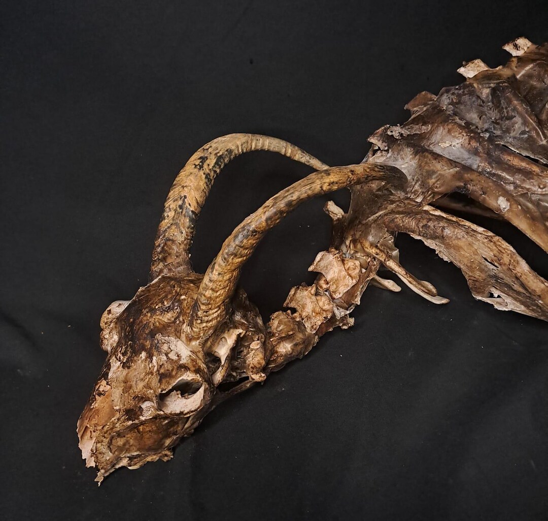 Fake Goat Skeleton Resin - Etsy