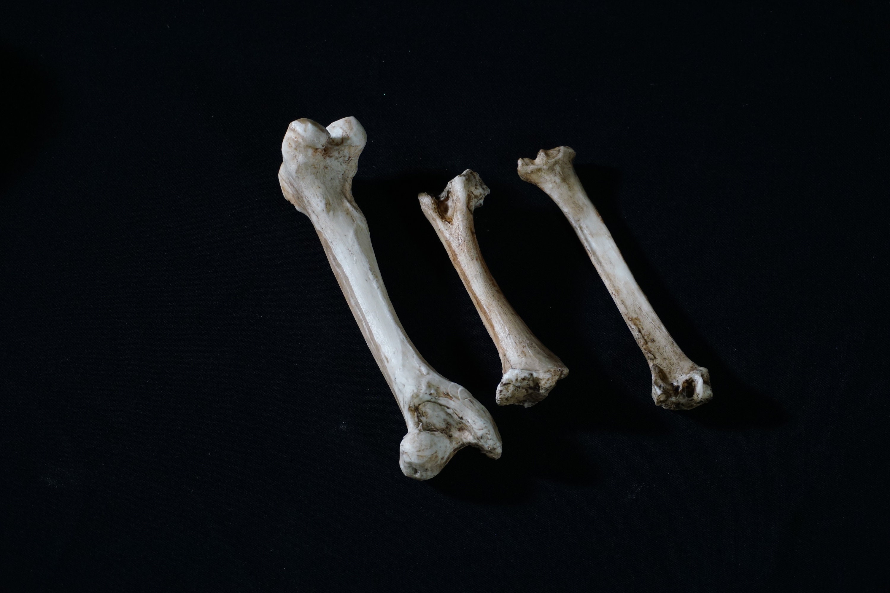 Small Goat Bone Resin Reproduction - Etsy UK