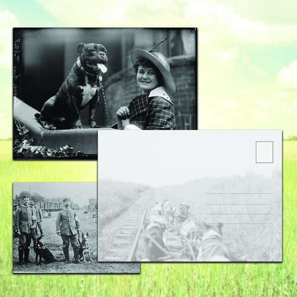 Vintage Dog Postcard - Etsy