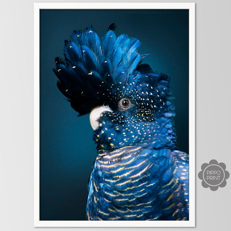 Black Cockatoo Print Bird Wall Art Blue Decor Large - Etsy Australia