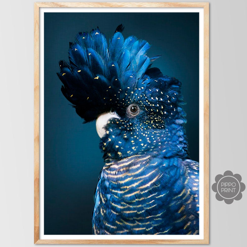 Black Cockatoo Print Bird Wall Art Blue Decor Large - Etsy Australia