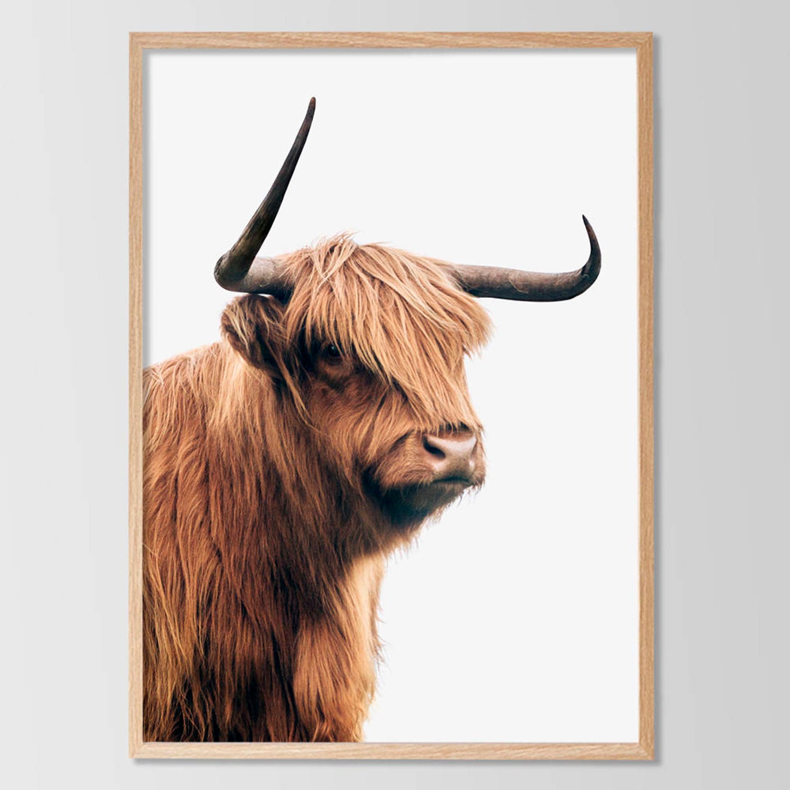 Highland Cow, Scottish Cow, Cow With Horns, Cow Print, Large Printable ...