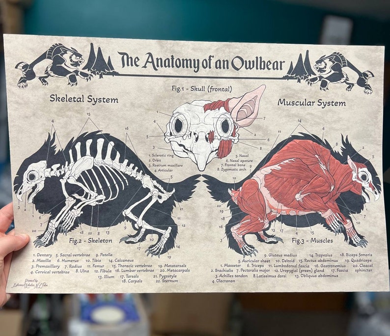 Owlbear Anatomy Art Print: Fantasy Illustration (12x18) - Etsy