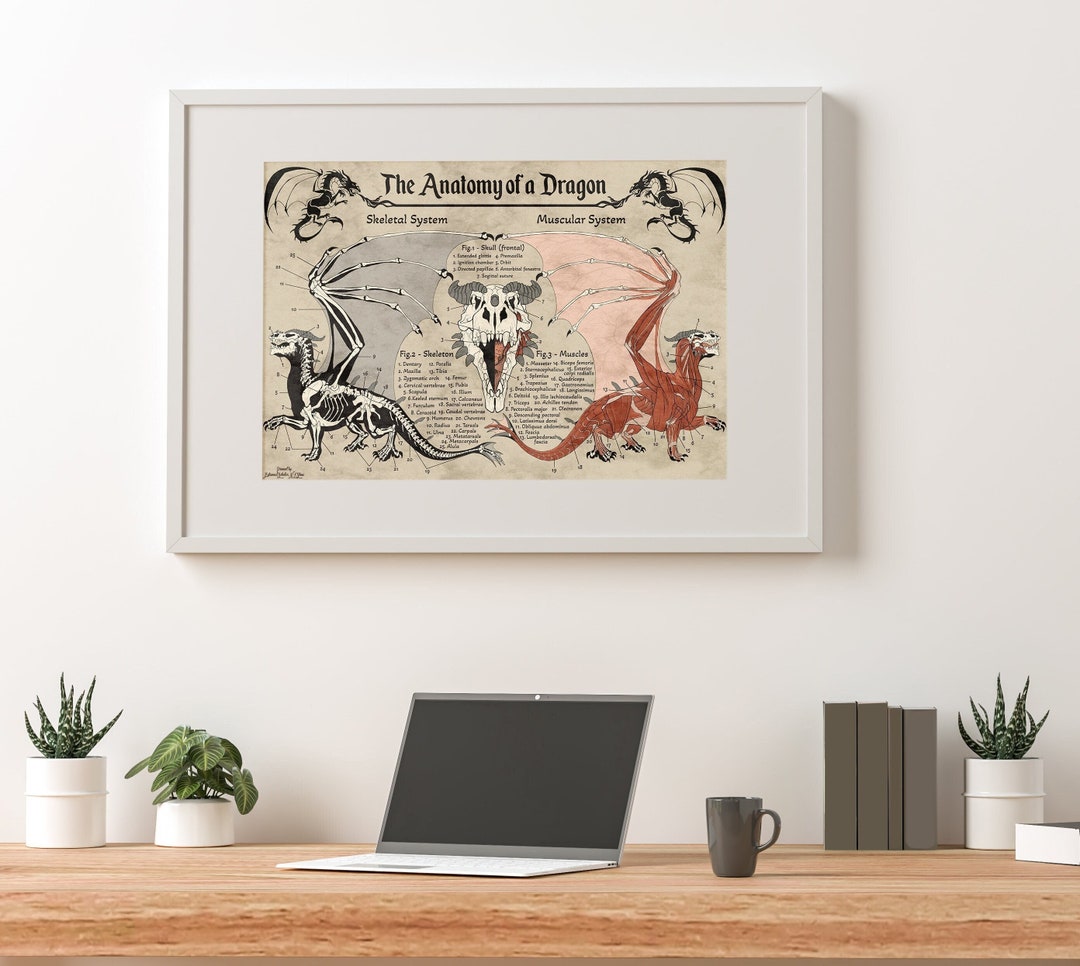 Dragon Anatomy Art Print Fantasy Illustration Poster Educational ...