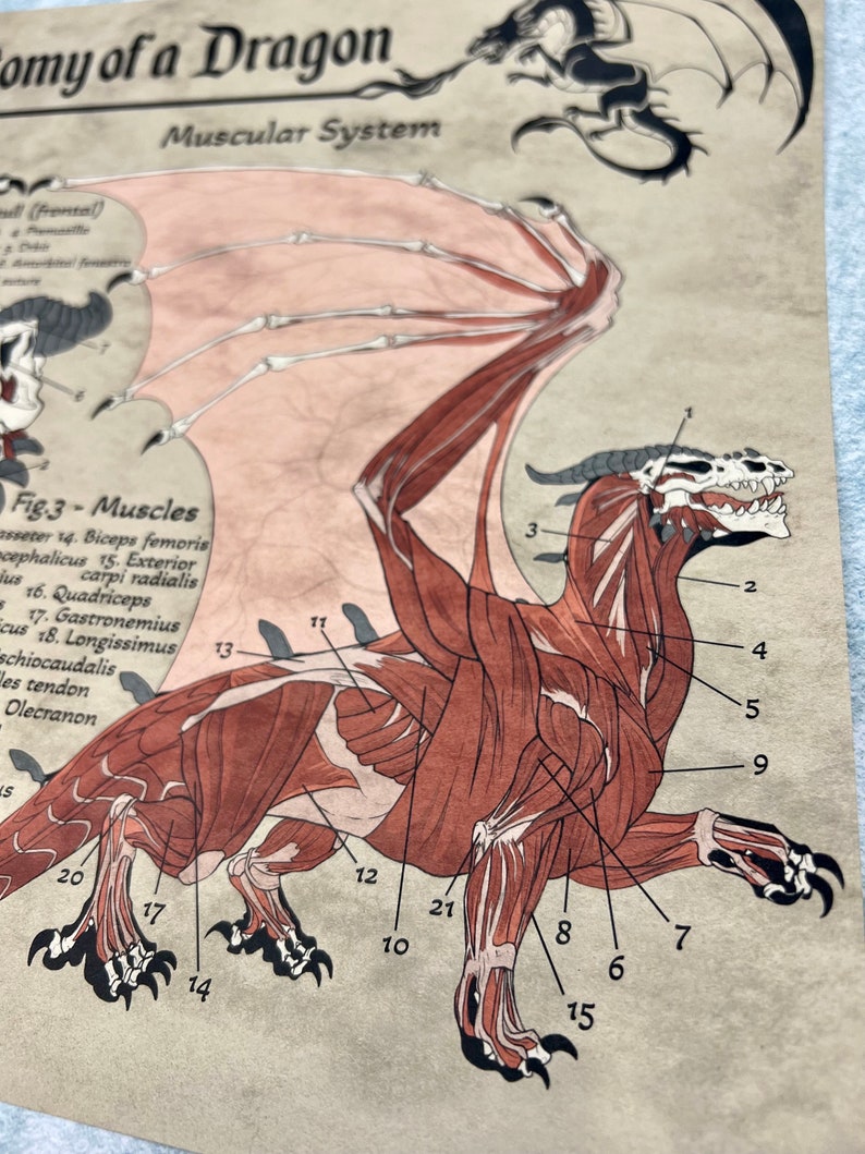 Dragon Anatomy Art Print Fantasy Illustration Poster Educational ...