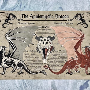 Dragon Anatomy Art Print Fantasy Illustration Poster Educational ...