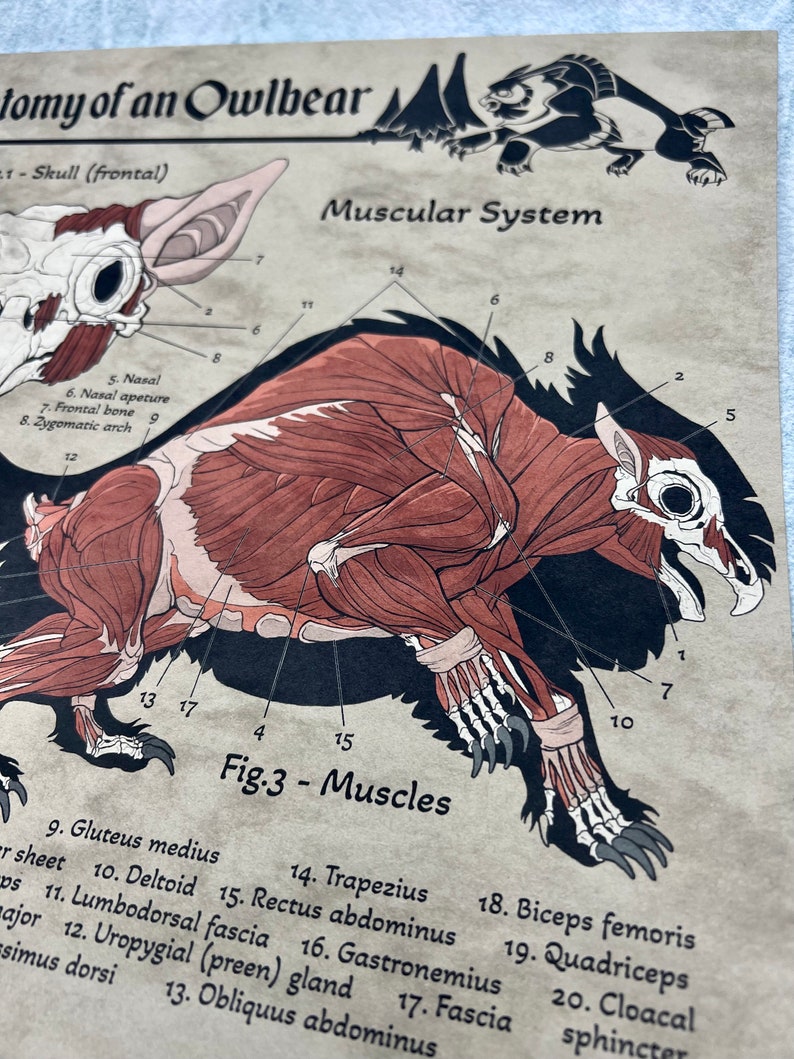 Owlbear Anatomy Art Print: Fantasy Illustration (12x18) - Etsy