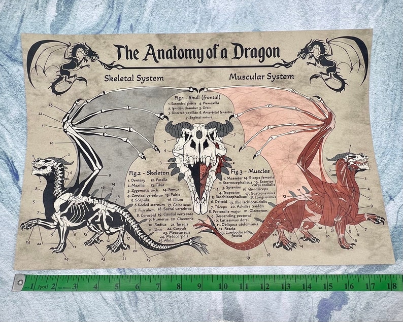 Dragon Anatomy Art Print Fantasy Illustration Poster Educational ...