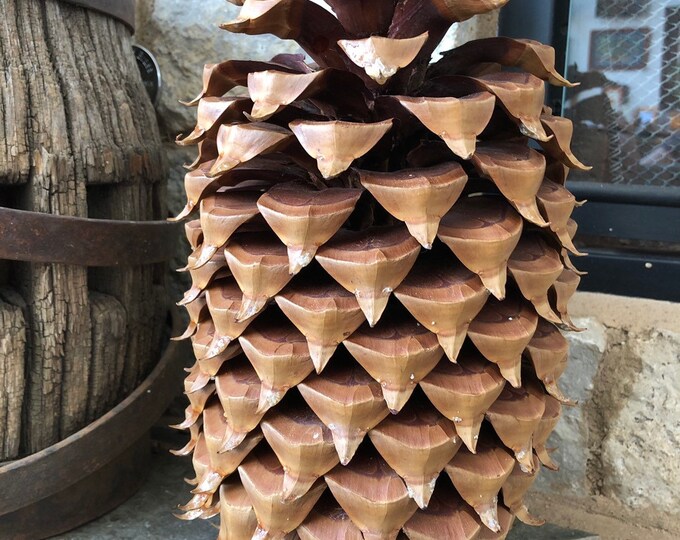 Coulter Pine Cone / Giant Pine Cone / 12 Inch /christmas Decor / Rustic ...
