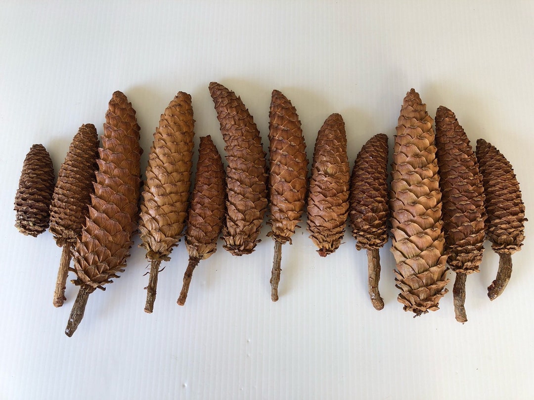 12 Sugar Pinecones | Christmas Decor | Natural Pine Cones | Rustic ...
